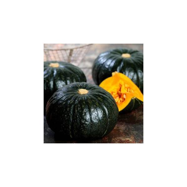 黒皮品種は収穫から長期間経過すると果皮の色が淡くなったり、褐色に変化する傾向がありますが、「ブラックのジョー」は貯蔵後も極めて黒い果皮を維持できます。肉質はやや粉質で濃厚な甘みが特長。レンジでチンするだけで極上の食味が味わえます。カボチャは...