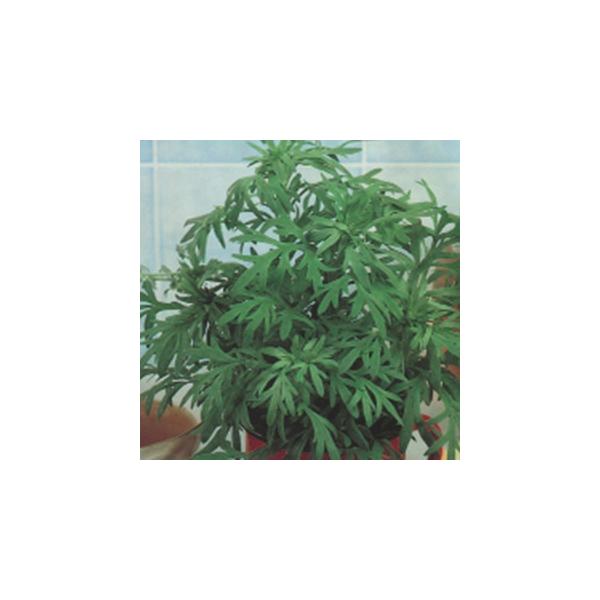 【利用方法】利用部は葉。葉には苦味と強い香りがあり、虫除けやリース、ポプリなどに利用します。また、シルバーグリーンの色を生かして、切り花や生垣、花壇の縁取り、染色などにも利用できす。食用・飲用としては使いません。草丈６０〜１２０ｃｍ■容量は...