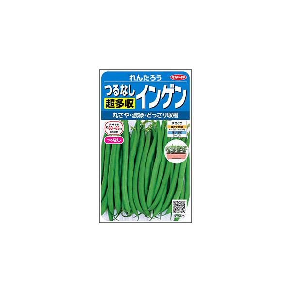短期間にたくさん莢がつく、つるなしインゲンです。草姿はコンパクトで葉も小さめのため管理・収穫がしやすいです。極濃緑色、スジなしの丸莢で、曲がりが少なく、食べやすいサイズで収穫できます。