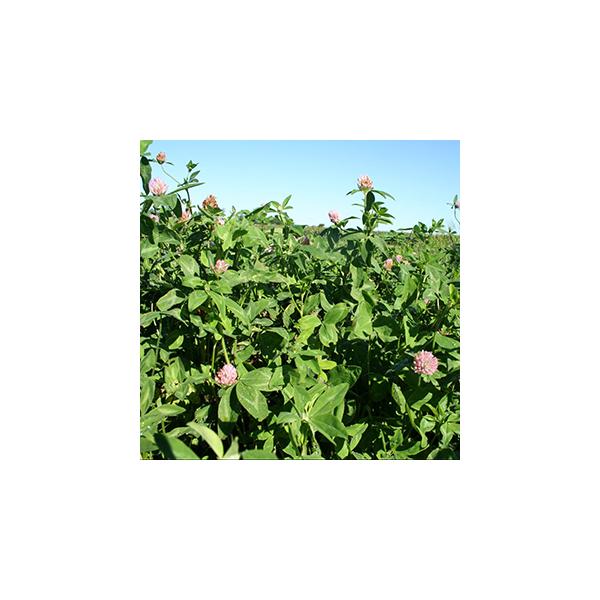 ・早生品種で暑さにやや強い。