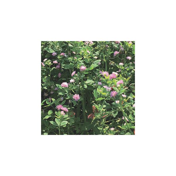 ・耐湿性が高い。　・ダイズシストセンチュウの抑制効果が高い。