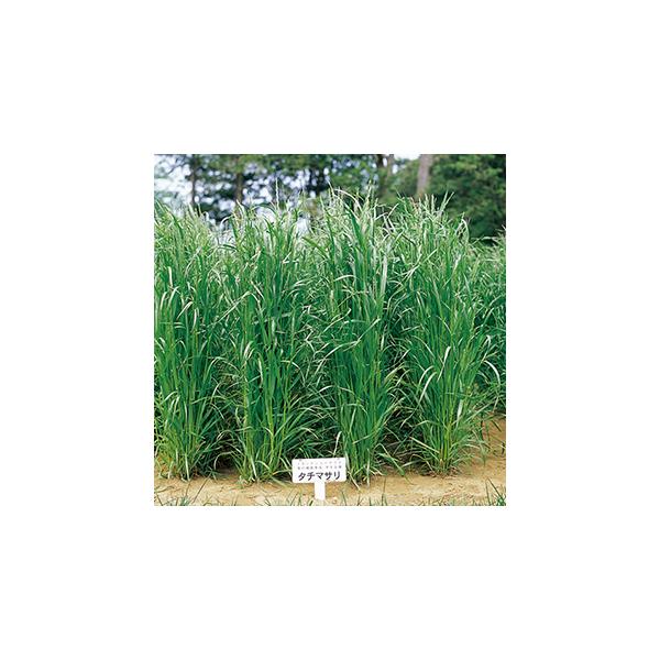 ・草丈高く、広葉で葉部割合が高い多収品種。　・早春から生育旺盛な早生品種で、トウモロコシ・ソルガム等の前作用に適する。　・直立型で耐倒伏性が優れ、刈り易く、乾きが早く、ロールベールサイレージ体系に適する。