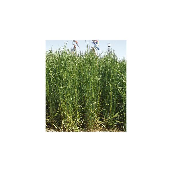 ・生育旺盛で草丈高く、大型の多収品種。　・直立型で耐倒伏性が優れ、刈り易く乾きが早いため、乾草やラップサイレージ利用に適する。