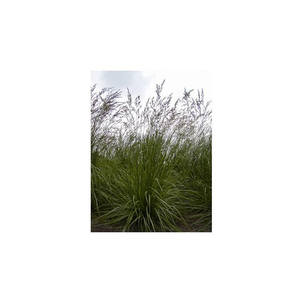 ・のり面緑化用に適している。　・発芽・初期生育が早く、幅広い環境適応性を有しています。　・芝生としての利用は不向きです。