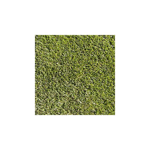 ・ほふく茎が横方向に伸びやすい特性があります。　・耐暑性に優れ、寒冷地から暖地まで利用できる広域適応性品種。　・矮性で伸びが少なく肥料要求量が低いため、省力管理が可能。　・濃緑で耐踏圧性に優れスポーツターフに適す。　・葉が細く、高密度で株状...