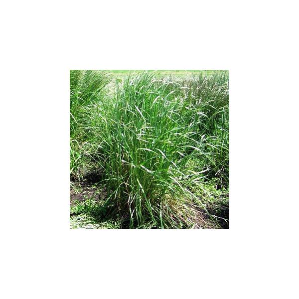 ・寒地型の多年生草種で、牧草用メドウフェスクより小型の植生専用品種。　・耐寒性に優れ、根は深くまで伸展します。