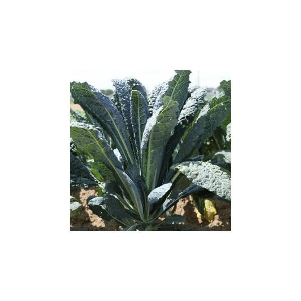 従来のカーボロネロと比較して、立性、青果揃いが向上　収量性や低温条件下での伸長性を改善したプロ向け品種。