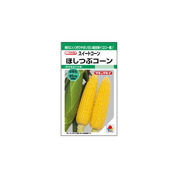 高糖度で甘みが強い。粒は光沢があってしなびにくく、店もち性にすぐれる。穂は濃緑で見ばえよく、苞葉付きで420g程度とボリューム感がある。草丈は170cm程度。主稈が太く、二次根の発達が旺盛なため倒伏に強く、生育ぞろいもよいため栽培が容易。■...
