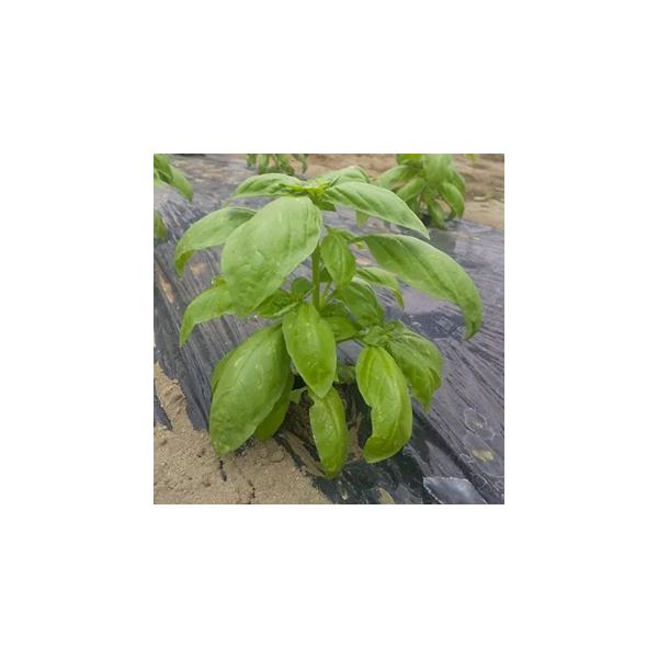 ・短稈系ジェノベーゼタイプ。節間が短く、分枝が多い為、管理が容易で高収量。香りのバランスも良く、ジェノベーゼとして使用可能。・短稈を活かし、植物工場での栽培に適し、鉢苗としても使用しやすい。・既存品種と比べて、べと病には非常に強く、激発地で...