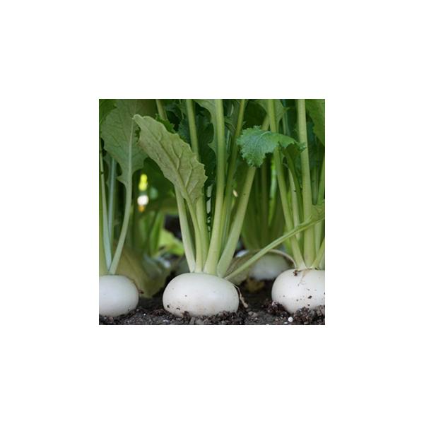 カブは古代ローマ時代から食べられていた野菜で貧しい人たちの食べ物とされていました。　そのため日本で一般的な形状のカブはイタリアではほとんど発達せず、葉と蕾を食べるチーマ・ディ・ラーパが定着しています。　　本種は、日本で育種したカブですが、緻...