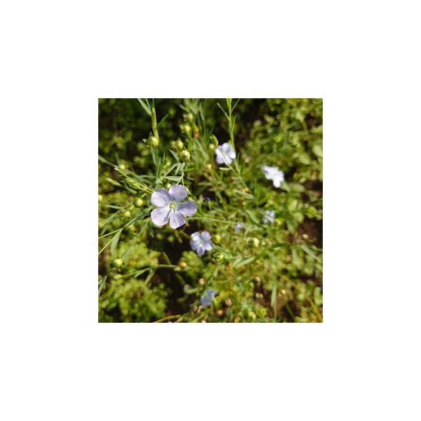 草丈１ｍほどになり、小さく薄青色の花をつけます。種から亜麻仁油が採れます。茎はリネン(繊維)にできます。亜麻の栽培方法移植を嫌うので、直播で(ポット栽培も幼苗までは可)2〜3粒、株間50cm程度で点まきします。本葉が出てきたら1本に間引いて...