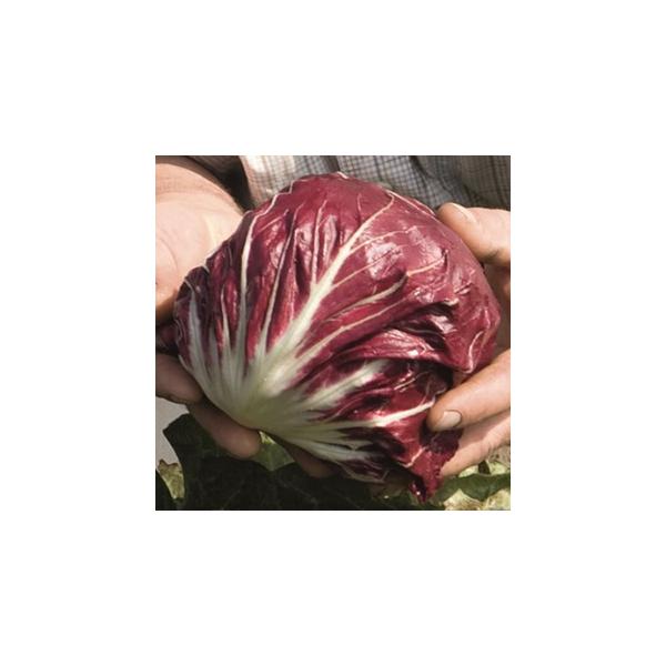 紫の葉と真白な葉脈が美しい。400〜500gで収穫。虫がつきにくく、有機栽培が比較的容易。グリルするとナッツのような香ばしい風味が楽しめる。