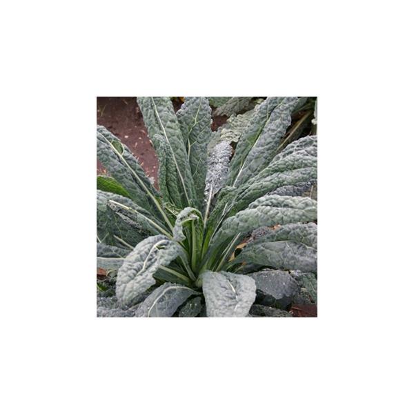 ちりめん状の葉。ケール系のイタリア在来野菜。スープや煮込み、サラダ、ケールチップスなどに向く。青汁の原料としても使える。