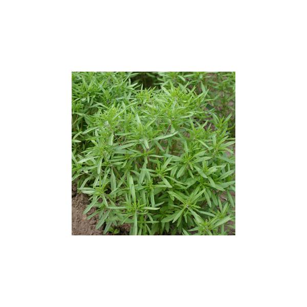 豆料理との相性抜群、スパイシーで上品な風味のハーブ。