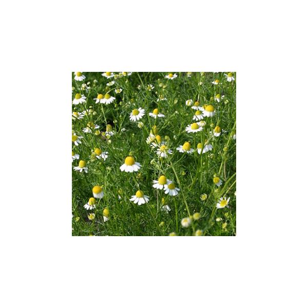 初心者でも種から育てやすい。花は甘いリンゴのような香り。直径2cm程のかわいい花をたくさんつける。花を乾燥させハーブティーに。