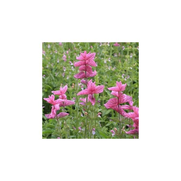 背丈は40〜50cm前後に伸びる一年草です。ピンク色の苞葉と花はエディブルフラワーとしてお楽しみいただけます。切り花やドライフラワーとしても人気です。栽培方法直播(種が表面から見え隠れする程度に、株間30cmに点まき)かポットに数粒の種をま...
