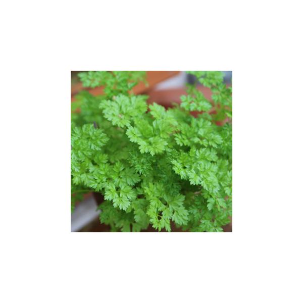 レースのような細かい葉、アニスに似た甘い風味。オムレツ等の卵料理、海鮮料理、スープなどの風味づけに。