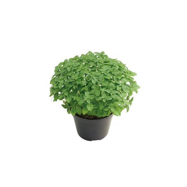 葉の大きさは一般的なバジルの半分程。草丈15cm程でプランター栽培に最適。小さな葉をピザやパスタにトッピング。