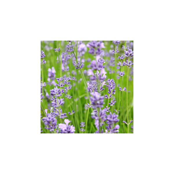 常緑の低木に育つ香り豊かなハーブ。高温多湿を嫌う。ハーブティー、ドライフラワー、虫よけ、石鹸づくりに。