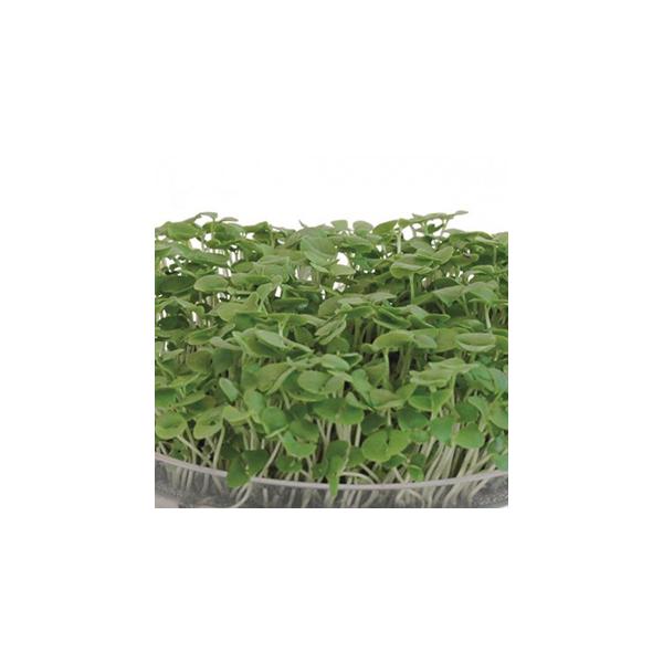 ピザやパスタにトッピングしてバジルの風味が楽しめる。草丈3〜4cmで収穫。栽培期間の目安は10〜14日。