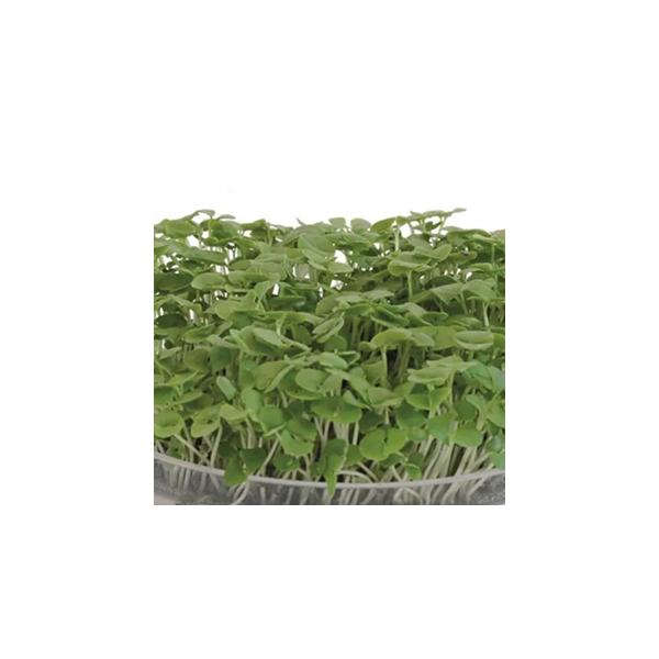 ひまわりスプラウトは茎が太く、葉も大きく育つので食べ応えがあります。にょきにょき育つので食育にもピッタリ。モッチリ食感が楽しいスプラウトです。生でサラダはもちろん、炒め物にしてもおいしいです。栽培かんたん！いつでも新鮮スプラウトが食べられま...
