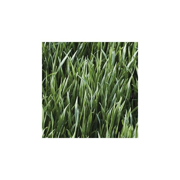 緑肥や牧草にピッタリです。背丈は20〜40cmと低めでグランドカバーにも最適です。耐寒性があるので低温期に強い品種です。栽培方法1反あたり10kg程度、バラマキか条まきで3cm程度覆土して播種します。緑肥として使用する場合、すきこみは出穂前...