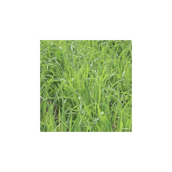 水耕または土耕栽培で1〜２週間ほど育てた若葉をペット草(ねこ・犬・うさぎ等の小動物)にすることができる。土耕栽培すれば大株に育つ。