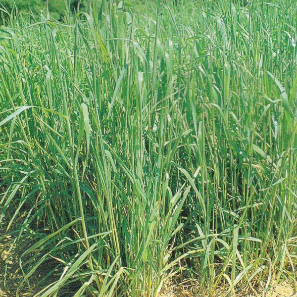 中生の早。出穂期は「ノサップ」より約5日遅い。再生が良好で、競合力も強い。永続性が優れ、利用4年目でも多収を示す。耐病性が強く、特に斑点病多発地帯での利用に適する。■容量は季節により変更となる場合がございますが、価格に変更はございません。こ...