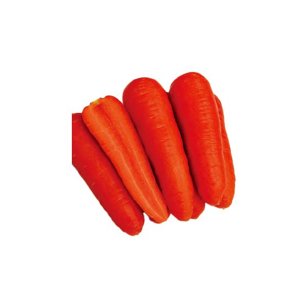 夏蒔き専用の105日タイプ。根形は円筒形。長さ17〜18cm程度。揃いが良い。草勢は非常に強く、葉の耐寒性に優れる。根色は濃鮮紅色で濃く、色鮮やか。吸い込み性が良いので肩部の着色が少ない。晩抽性は強くないので基本的には夏蒔きで使用する。■容...