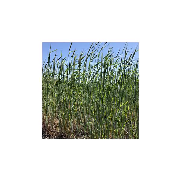 ・耐寒性、越冬性に優れる。・特に冷涼地の利用で特性を発揮。・黒斑細菌病に罹病しない。・アブラナ科野菜圃場の緑肥として利用できる。・キタネグサレセンチュウ抑制効果に優れる。・春先の生育が旺盛。・高さ180〜250cm。・播種量：8〜10kg/...