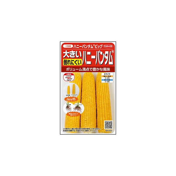 とにかく大きな実が収穫でき、食べ応えがあります。大きいだけでなく、風味豊かでおいしいトウモロコシです。根の張りがよく、強風などによる倒れに比較的強いため、安心して栽培することができます。播き時期寒冷地：5月中旬〜6月下旬温暖地：4月上旬〜6...