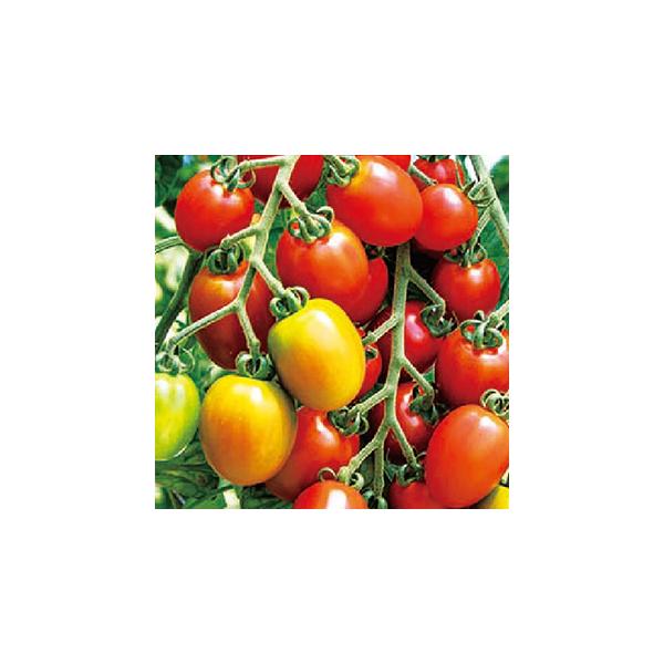 からみつく甘みが人気の濃赤色ミニトマト「ピッコラルージュ」に葉かび病抵抗性を付けた品種です。早生で中葉、採光性が良く管理しやすい。花数は15〜20花/房、球形。高糖度で果肉が粘質でしっかりとしており濃厚なコクが濃縮されている。■容量は季節に...