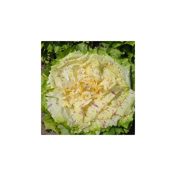 半結球のチコリで、赤い斑点が色鮮やかなチコリです。淡い緑色の葉ですが、軟白処理して葉をさらに白っぽくすると、とてもきれいな野菜に仕上がります。サラダに使用すると、独特の風味で色あいも美しく、高級感あるサラダに仕上がります。栽培方法ポットに種...