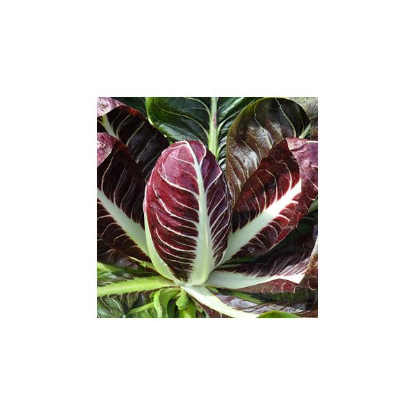 イタリアはトレビーゾエリアの伝統野菜で20cm程の長さのラグビー型の赤チコリで、赤と白のコントラストが綺麗な葉野菜です。9〜12月に収穫します。生でも食べれますが、やや苦みが強いので、グリル料理のサイドディッシュ等に適した野菜で、綺麗な色味...