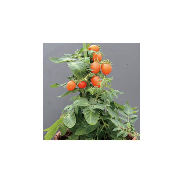 【特長】　●草姿は芯止まり型で、草丈 20 〜 25 cmくらいの矮性ミニトマトです。節間は短く安定し、プランター栽培や鉢植え栽培などに最適です。場所を選ばないので、ベランダ菜園にも適しています。　●果実は 20g 前後で鮮やかで美しく、着...