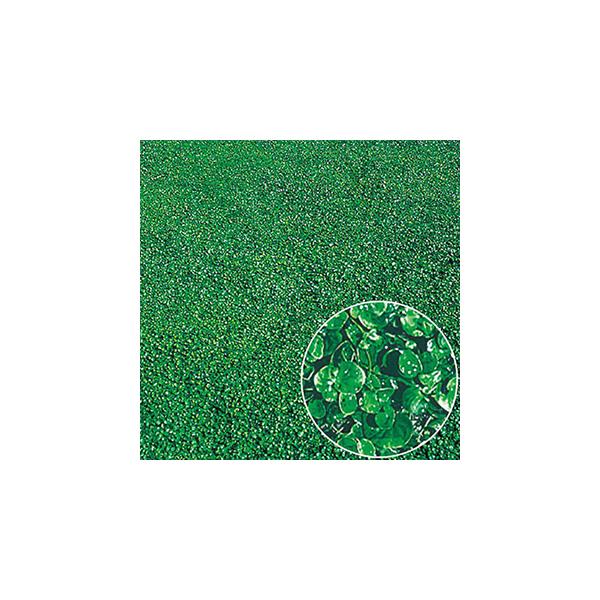 草丈2〜5cmほどで、ハート型の美しい葉を有し、地上をほふく茎で広がり生長が早い。踏圧の少ない場所の緑化に利用。■容量は季節により変更となる場合がございますが、価格に変更はございません。この商品はメール便不可です。宅配便でのお届けとなります。