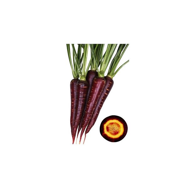 １．播種後120日前後で収穫する春・夏まき兼用のニンジンです。根長は20〜25cm、根径は2〜3cmとなり、揃いも良好です。２．根部は色鮮やかで、内部まで美しく色づきます。彩りを活かして、サラダやジュースに利用します。３．内部まで色づいたら...