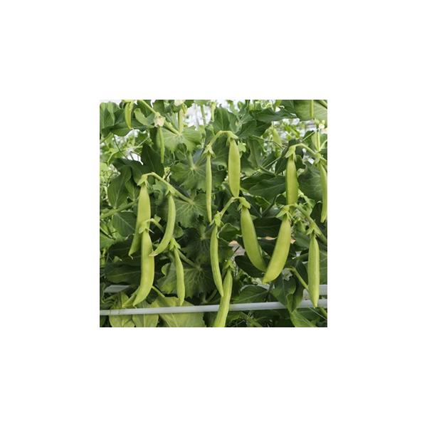 特徴・スジをとる必要がない矮性白花スナップエンドウ。莢長は7.5〜8.0cm、莢幅1.5cmと大莢。・初期から分枝の発生多く、莢数も多いので収量性がある。温度の低い時期でも着花、着莢が多く、特にダブルでの着莢性が良好。・曲莢なども少なく、と...