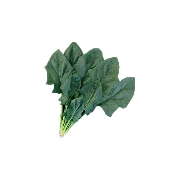 ・低温伸長性のある耐寒性に優れるF1秋冬どりホウレンソウ品種。厳冬期でも生育が停滞しにくく、年越し越冬栽培で使用可能。・ベと病レース1-19抵抗性F1品種。葉枚数が多く収量が期待できる。・草姿は立性で葉柄はしなやかで収穫調製が容易。葉は光沢...