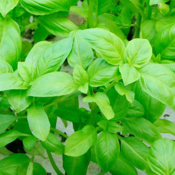 【特性】　ジェノヴァタイプで、葉の表面の凹凸が少なく、濃緑です。葉の大きさは比較的小さいですが、肉厚で見た目より収量はあります。節間が短く、摘芯後の葉の展開が比較的スムーズで、長期間の収穫にも向きます　　【栽培上の注意】　18〜20℃程度で...