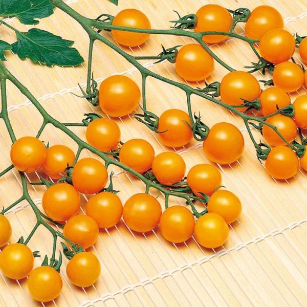 甘みがとても強く、β-カロテンは普通の赤玉種の5倍以上も含有（当社比）。病気に強く、育てやすさでも人気です。