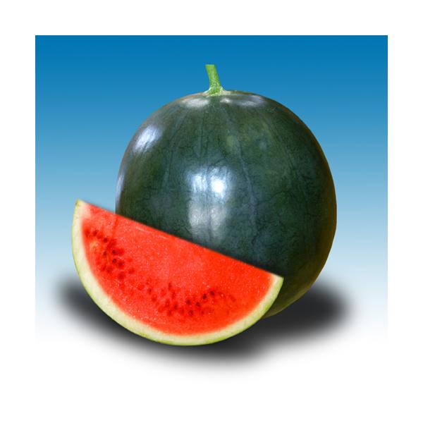 ■主な特徴　　・節間が詰まるので家庭菜園に最適です。　・つるの長さは2ｍ程度で従来の西瓜の半分です。　・短節間なので、通常の倍の密植が可能です。　・果実は黒皮の円形で、薄い縞模様があります。　・肉質はやや硬く締り、味が良いです。　・果重は4...