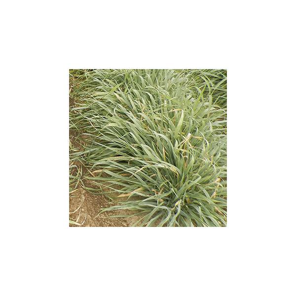 発芽、初期成育が早いです。4〜6月に播くと出穂せず、自然に枯れて敷きワラ状になるリビングマルチ用大麦です。被覆幅は約70〜90ｃｍで「てまいらず」と同等です。葉幅が「てまいらず」より広いです。極端な早播きは部分出穂の恐れがあるので、なるべく...