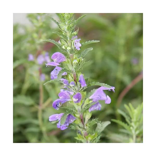 レモンの香りの葉はハーブティーに、花はエディブルフラワーとしてケーキやサラダに飾ってもきれいです。切り花やミツバチを呼び寄せる花としても利用できます。■容量は季節により変更となる場合がございますが、価格に変更はございません。まとめ買いについ...