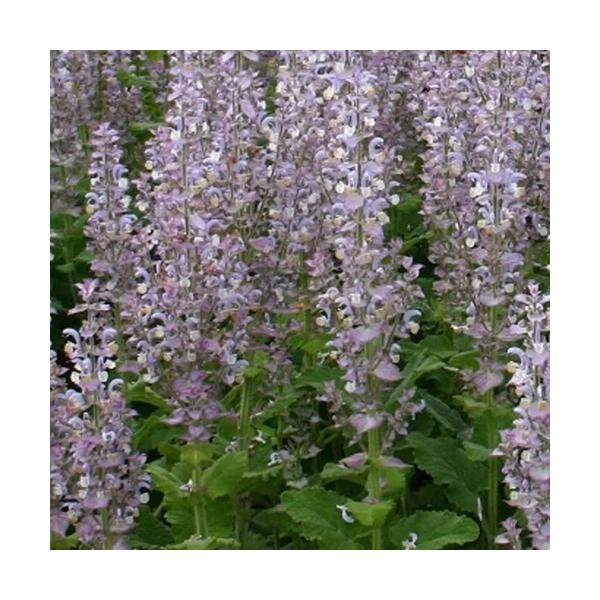ライトブルーのお花とスミレ色の苞葉が綺麗な、さわやかで独特な香り豊かなハーブで、背丈は1m以上まで伸びる大型のセージです。精油ができ、エッセンシャルオイルとして人気ハーブで、メンタル面でリラックス効果などによいと言われています。精油にする場...