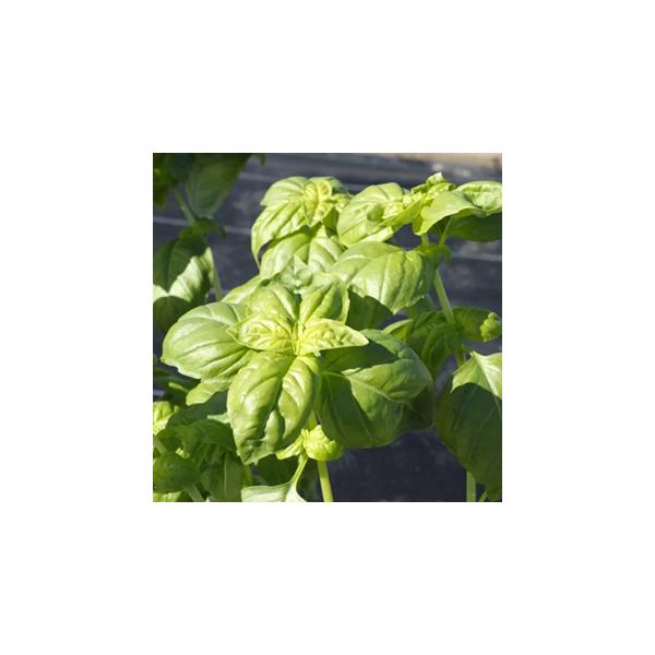 ・節間はやや短く、分枝が多いため、管理が容易で高収量を期待できます。ジェノベーゼとして使用できます。・べと病に強いため、激発地でもある程度耐えることができ、高温にも非常に強いため、真夏のハウス栽培でも葉枯れの少ない品種です。■容量は季節によ...