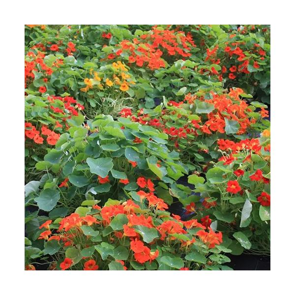 エディブルフラワーで、花は柔らかい味わい、葉はスパイシーな味わいです。這わないコンパクトタイプなので、プランター栽培に最適です。観賞用としても楽しめる便利なハーブです。花・葉ともに生のままサラダに混ぜたり、色んな料理の付け合せとして利用でき...