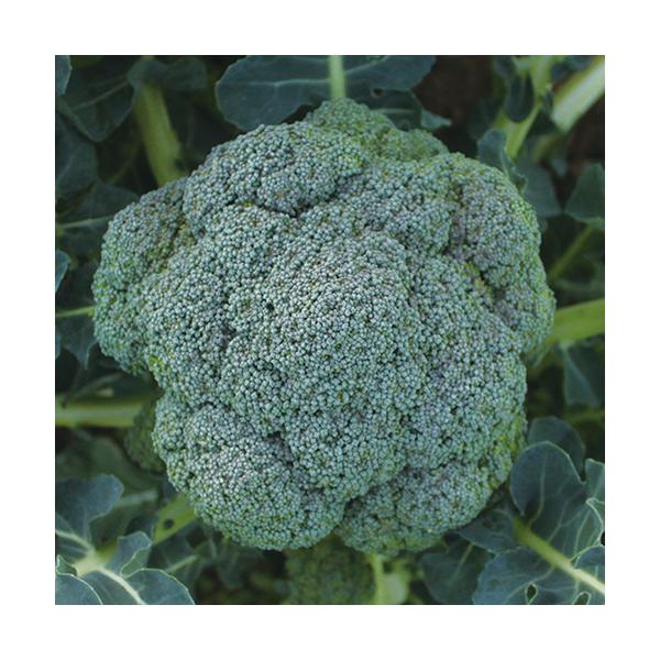 食味の優れた中晩生種。7月下旬〜8月中旬まきで、11月下旬〜3月どり。草勢極めて強く作りやすい。花蕾は鮮緑色で花粒細かく、品質は良い。また側枝の発生も多く、長期にわたって収穫できる。■容量は季節により変更となる場合がございますが、価格に変更...