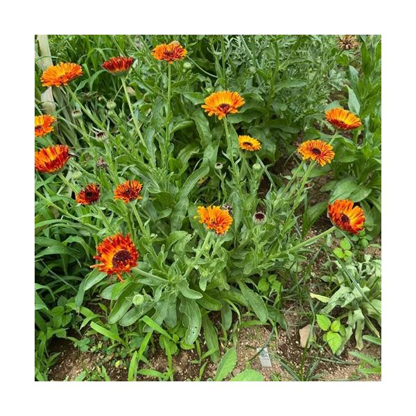 独特の色合いのエディブルフラワーで、咲き方も一重・二重・三重咲きとそれぞれなので、いろんな花を一度に楽しめます。エディブルフラワーで味はピリッとした辛みと若干苦みがあります。生のままサラダの彩りに加えたり、花びらを乾燥させて加熱料理にのせて...