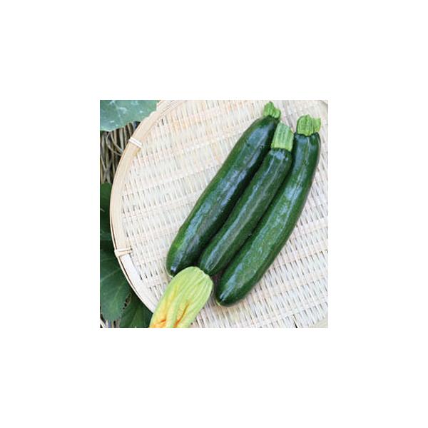 ・草勢が杭わめて強く、寒さに強いため、長時間安定して栽培できる、耐候性に優れた、とても作り易い品種・低節位からの雌花の着生が良い、着果性に優れた早生品種で、初期から収量が上がる・果実は光沢のある濃緑色の円筒形で、果幅 3.0〜4.5ｃｍが収...